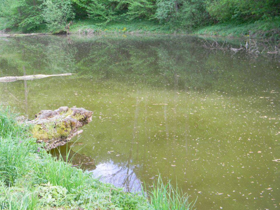 The backwater Hokn - Fishing family Mura Paloma - Fly fishing, fishing ...