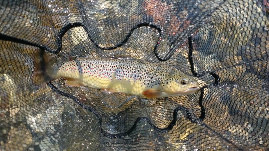 Reka Sora (Od jezu v Goričanah do zadnjega jezu pred izlivom v Savo ...